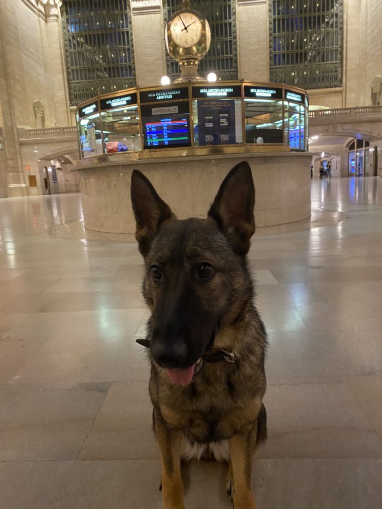 Working dogs | Police K9 body armor | Donate| Police nonprofit | K9 vest