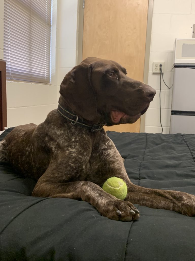 Working dogs | Police K9 body armor | Donate| Police nonprofit | K9 vest