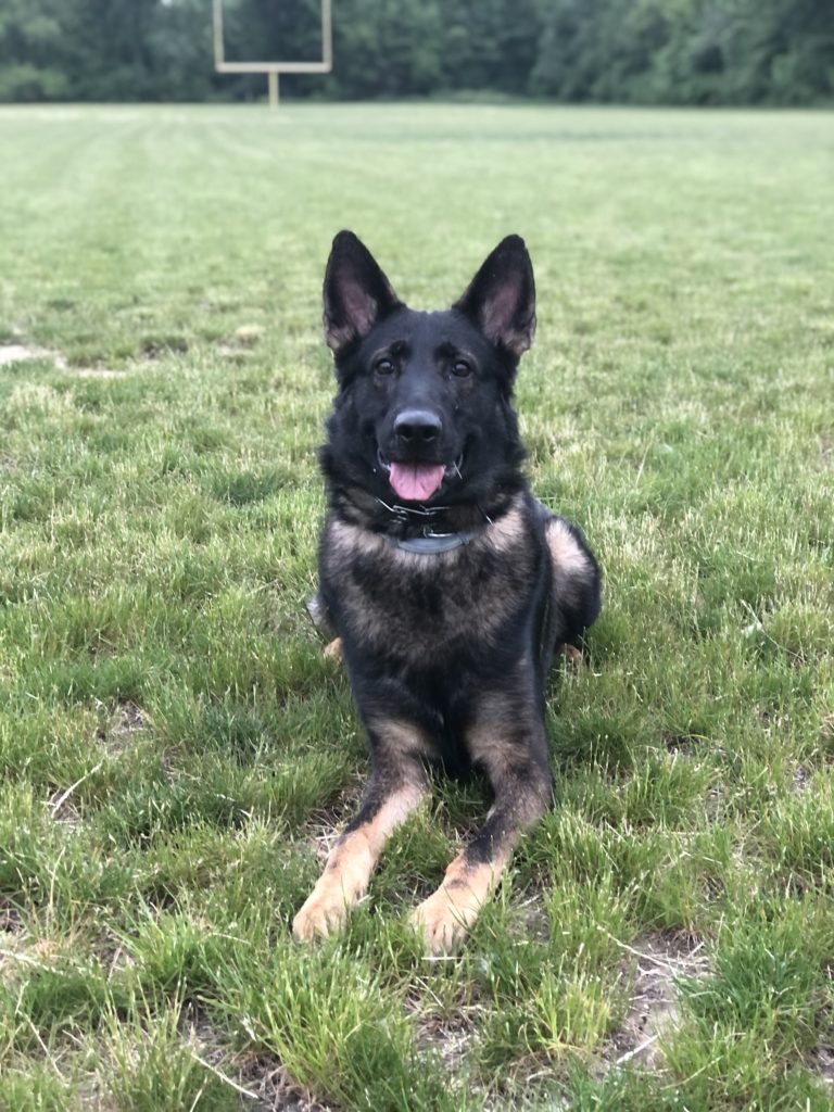 Working dogs | Police K9 body armor | Donate| Police nonprofit | K9 vest