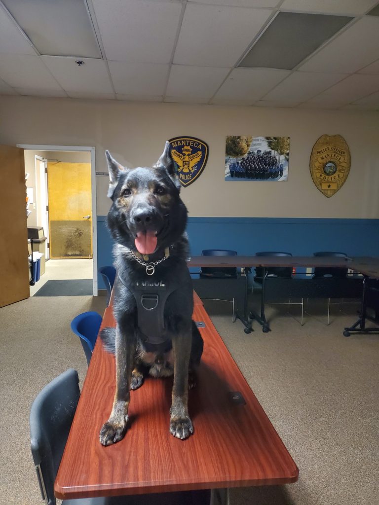 Working dogs | Police K9 body armor | Donate| Police nonprofit | K9 vest